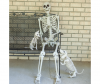 Keep Your Skeleton Strong as You Age | Spinal Cord Injury Canada ...